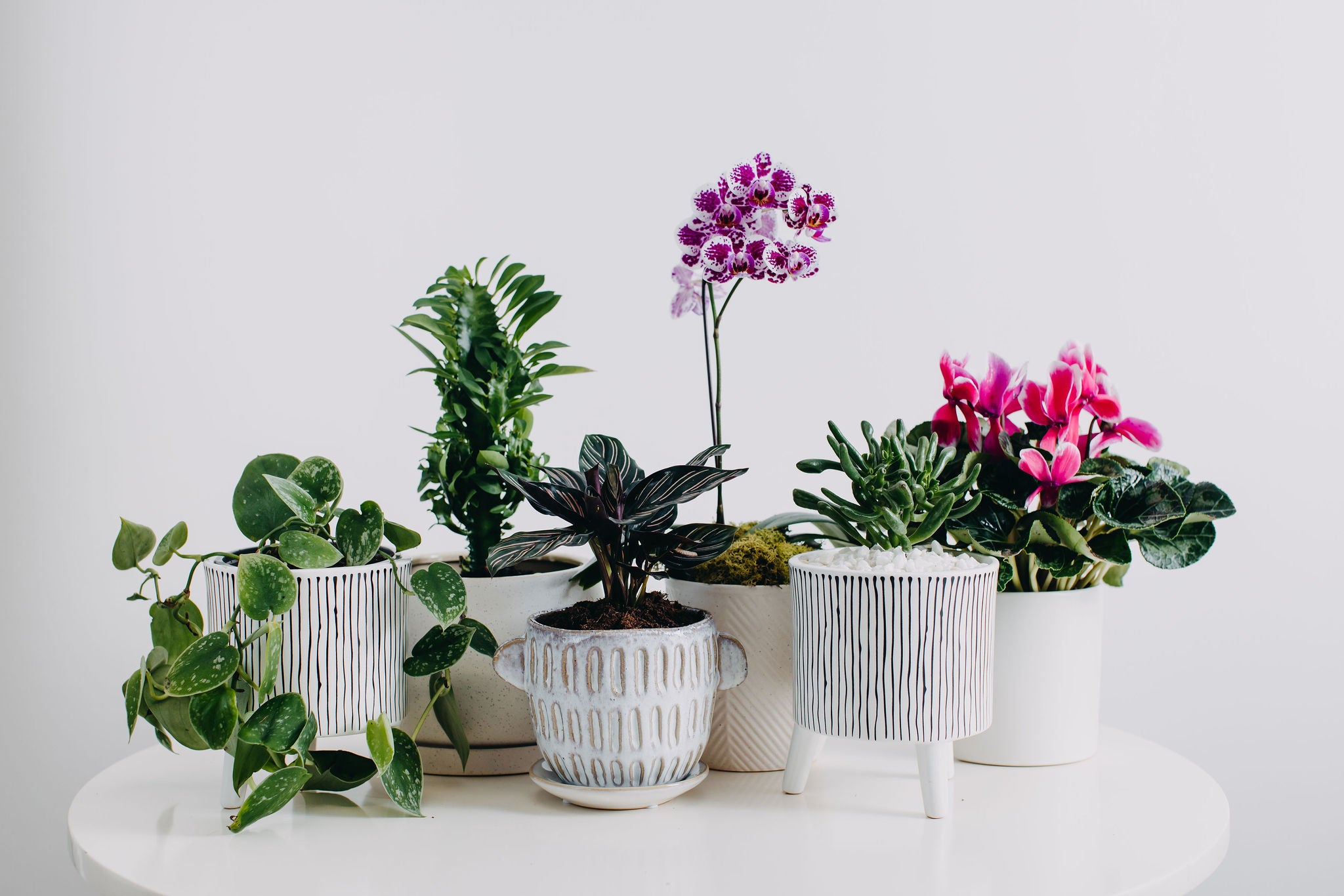 Potted Plants Gifts | Perth Florist | Bē Botanics